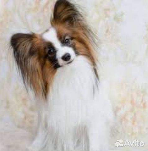 Папийон,Такса,Французский бульдог,Мопс