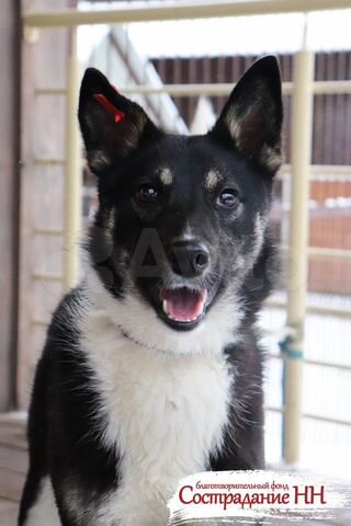 Собака в добрые руки