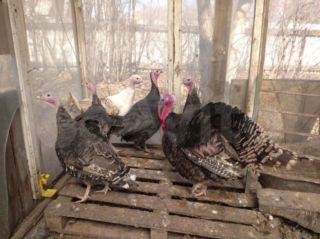 Семья индюков