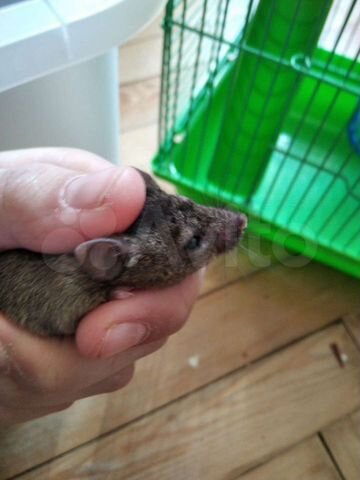 Мышь декоративная+клетка