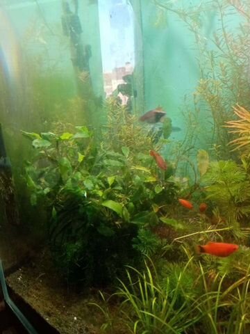 Декорация живая для аквариума