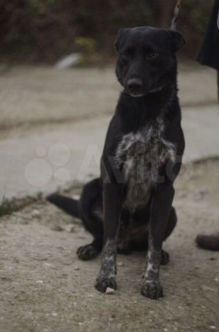 Молодой кобель