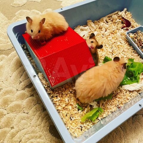 Сирийский хомяк Мальчики 1 месяц Отдадим в добрые