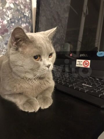 Британский кот