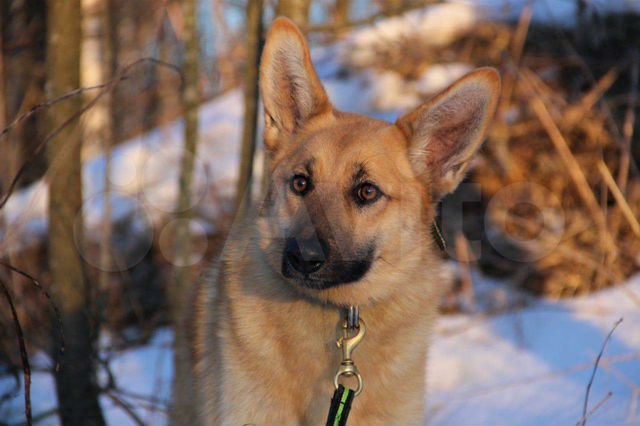 Молодая собака Герда