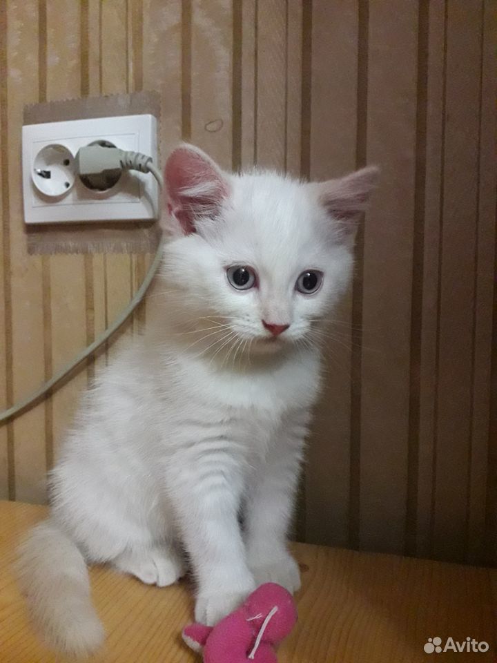 Котенок британец крем-поит