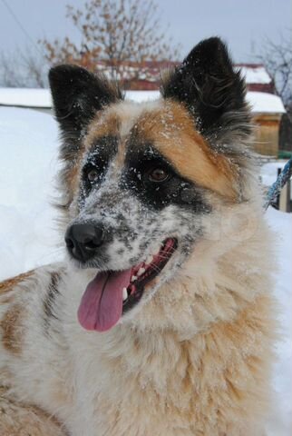 Астра 1,5 года