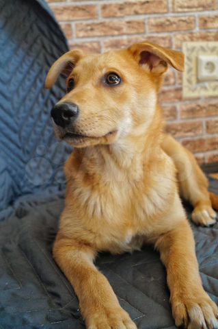 Щенок в добрые руки