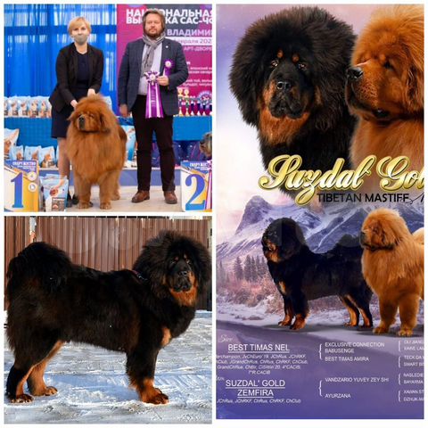 Тибеты детки