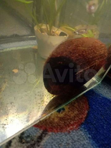 Домик для рыбок из кокоса