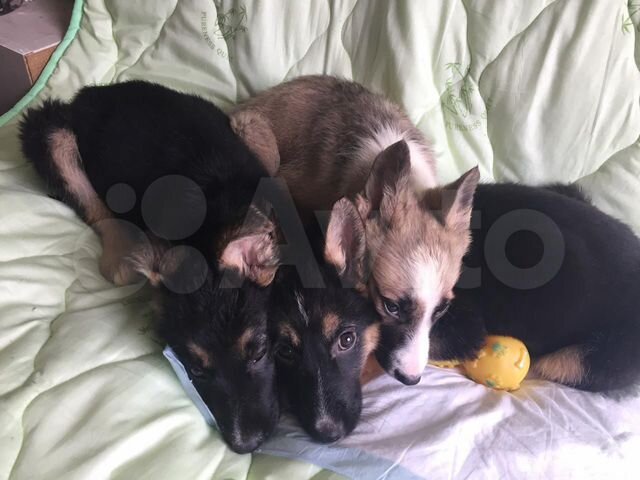 Девочки маленькой породы в квартиру