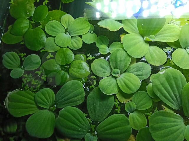 Аквариумные растения, водоросли