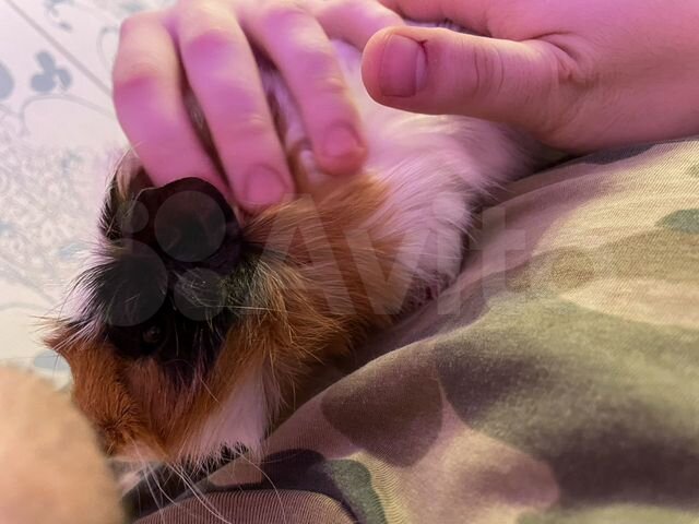 Морская свинка розетка