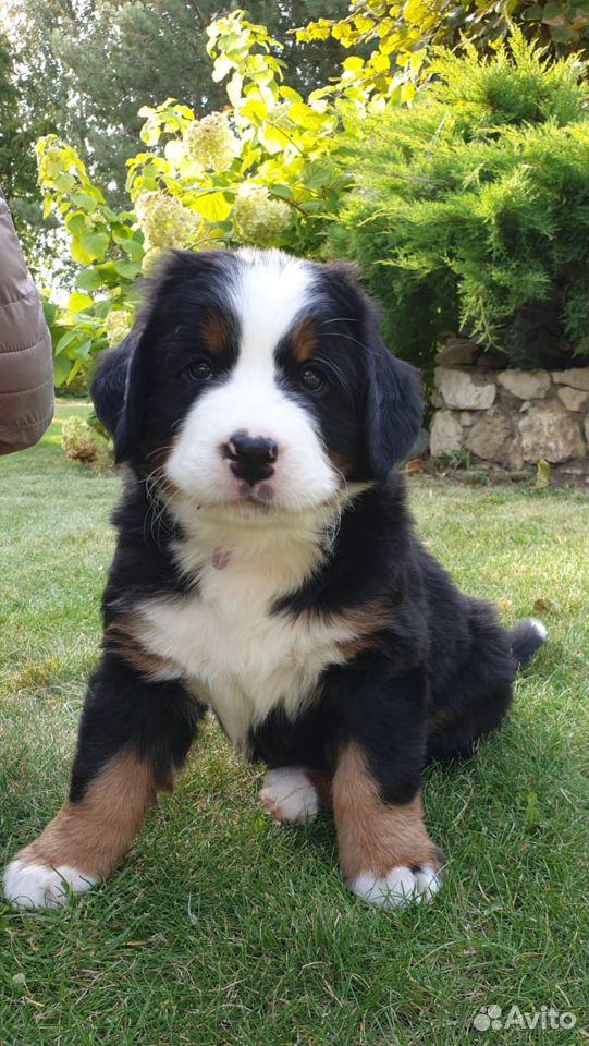 Щенки Бернского зенненхунда