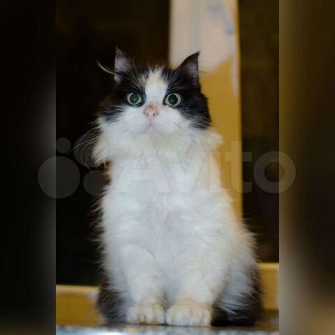 Котик в добрые руки, кастрирован