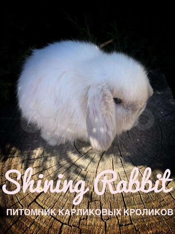 "MiniLop" карликовый вислоухий кролик