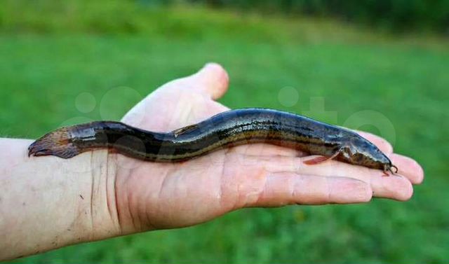 Живая рыба для пруда Вьюн 2021