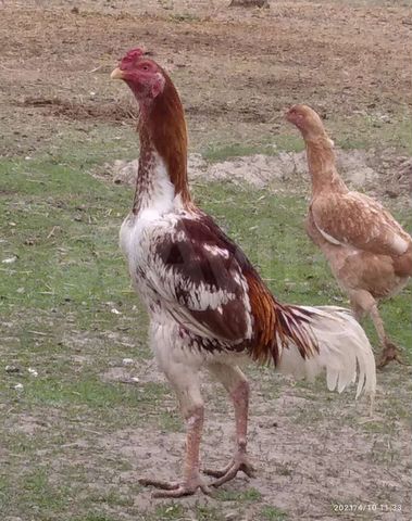 Бойцовые петухи