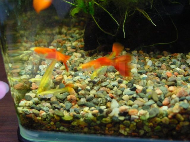 Аквариумные рыбки гуппи красно-желтые мальки