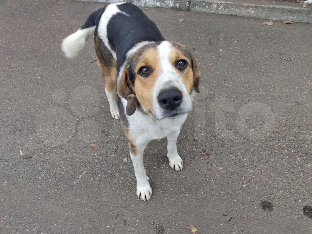 Молодой, ласковый, эмоциональный охранник