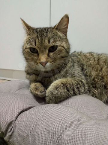 Кошка ищет дом