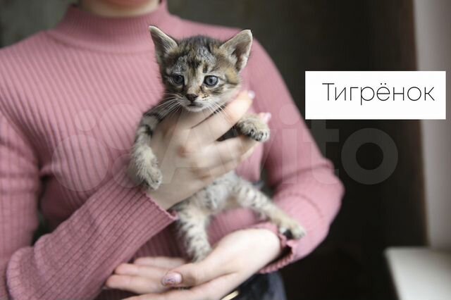 Котенок - Тигренок Ищем Самого Любящего Хозяина