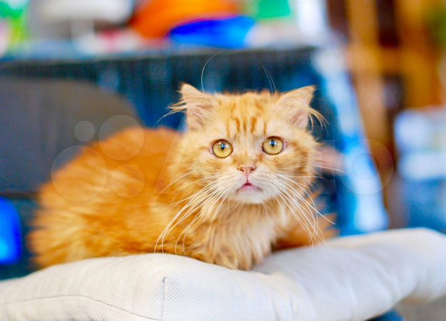 Цезарь. пушистое сокровище в заботливые руки