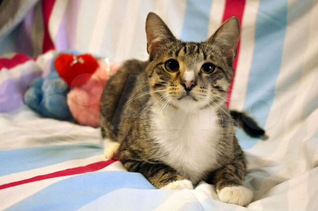 Платоша - станет для вас лучшим другом