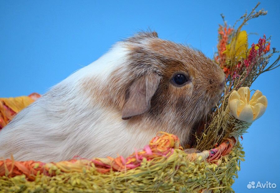 Малыш мальчик морской свинки