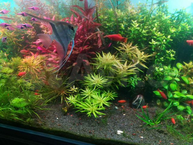 Аквариумные рыбки и растения