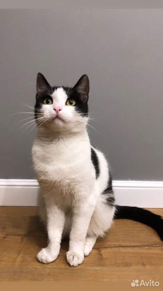 Котик в добрые руки