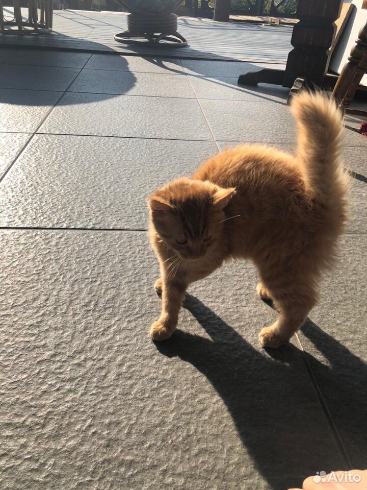 Рыжий котёнок