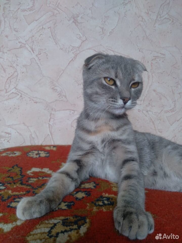 Найдена Шотландская вислоухая