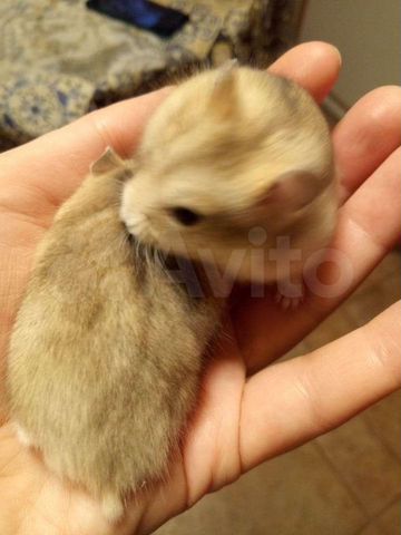 Джунгарские хомячки-мальчики