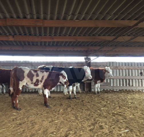 Продаются быки